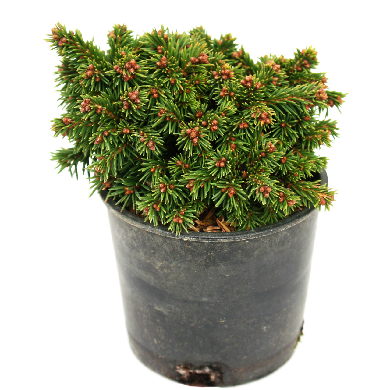 Thumbelina Norway Spruce | Miniature Garden Plants for Sale