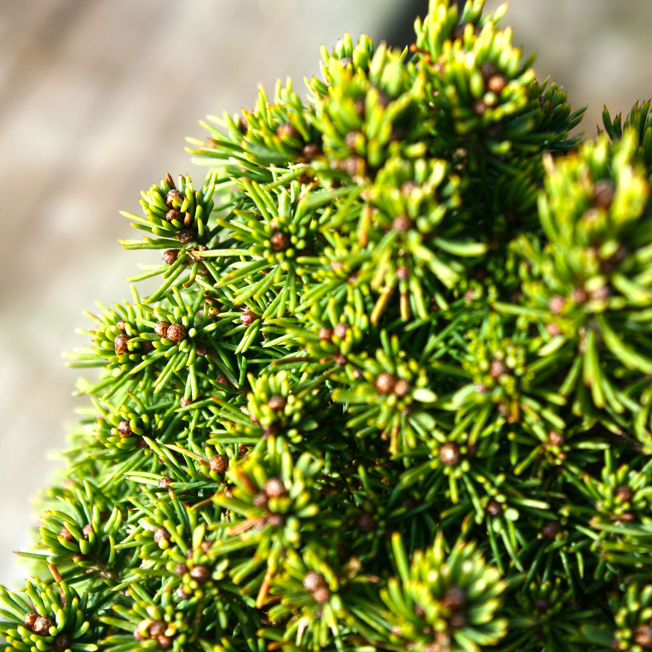 Pixie Dust Alberta Spruce | Miniature Garden Plants for Sale