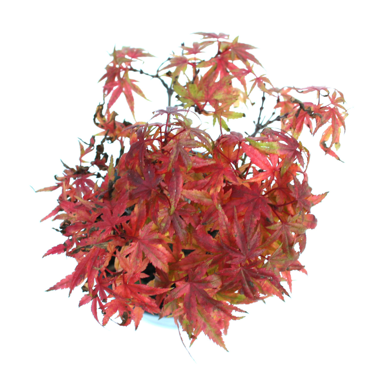 Mini Japanese Maple | Miniature Garden Plants for Sale