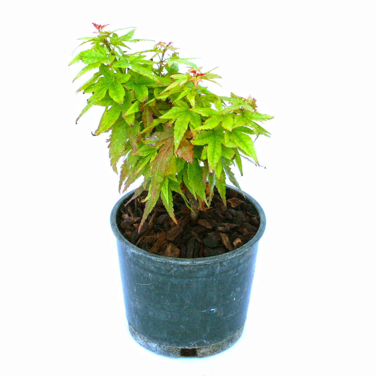 Mini Japanese Maple | Miniature Garden Plants for Sale