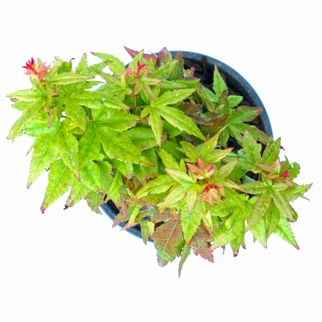 Mini Japanese Maple | Miniature Garden Plants for Sale