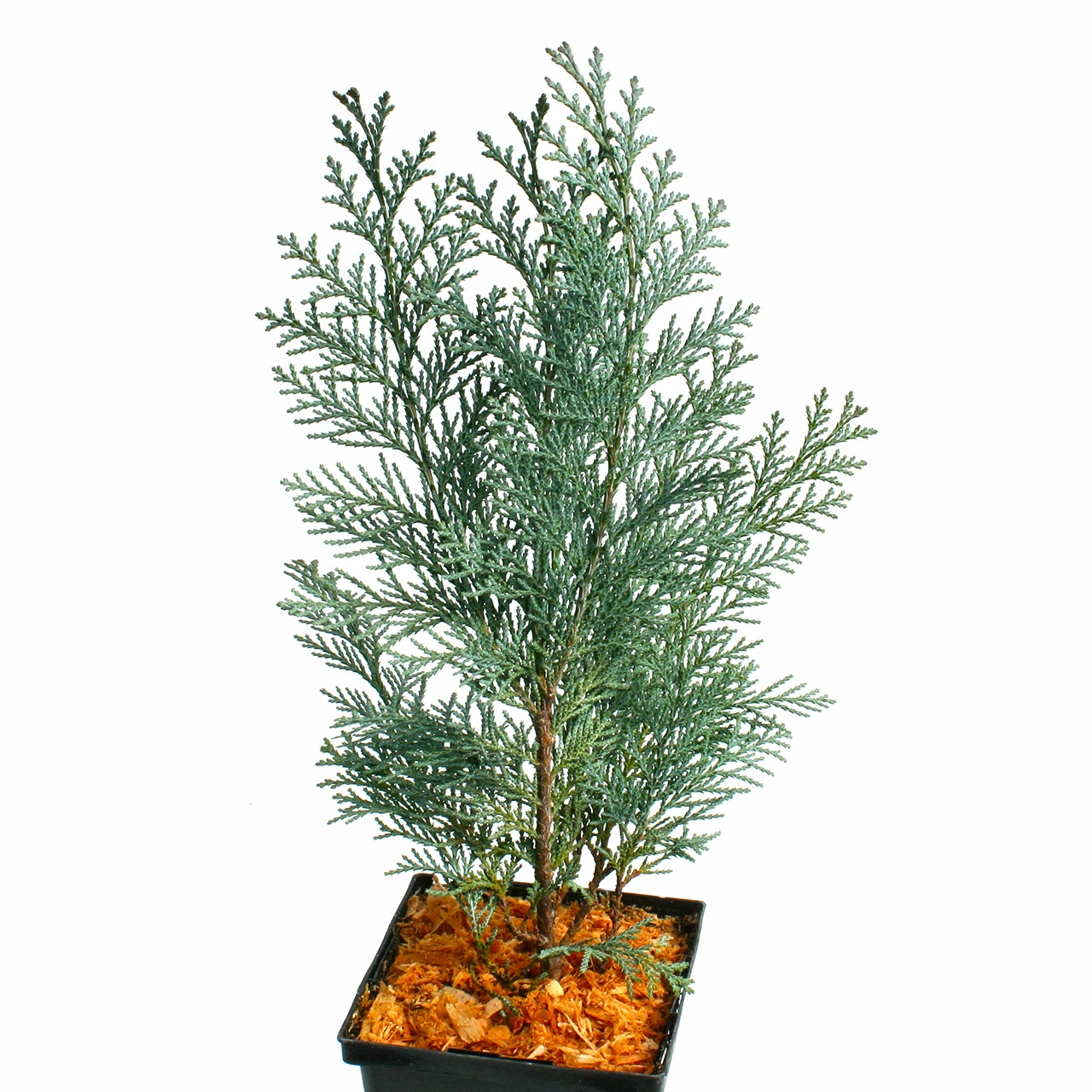 Columnaris Glauca Lawson Cypress | Miniature Garden Plants