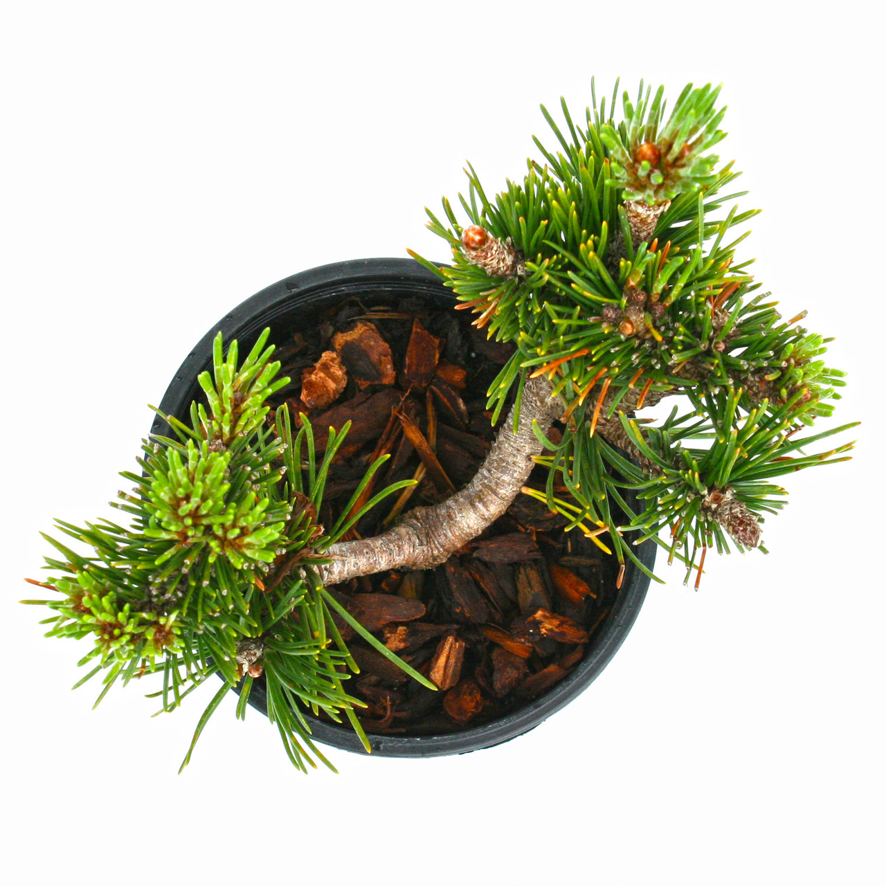 White Bud Mugo Pine | Miniature Garden Plants for Sale