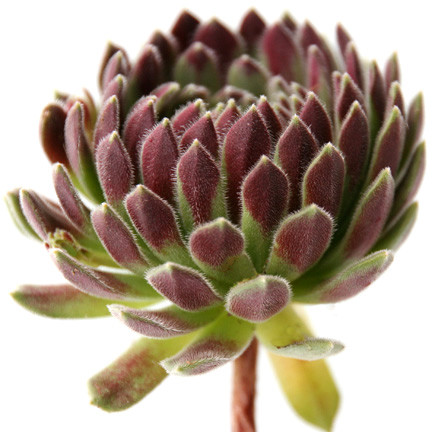 Sempervivum Pacific Plum Fuzzy | Hens and Chicks for Sale