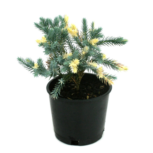 Floriant Juniper | Miniature Garden Plants for Sale