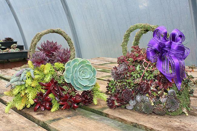 Succulent Plant Purse Topiary - Youngs