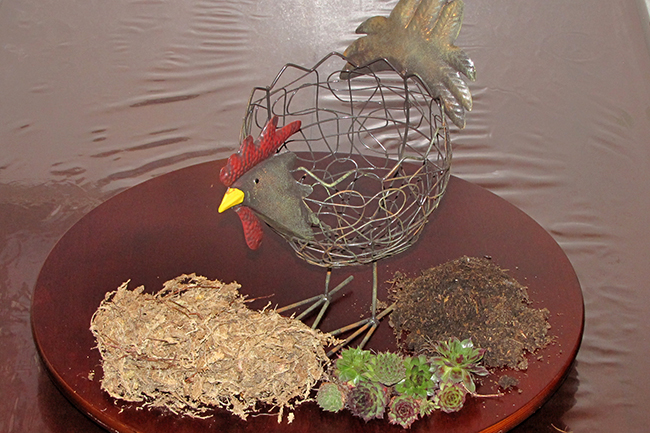 Hens and Chicks Plant Containers - Youngs