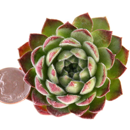 Sempervivum Pacific Rim | Hens and Chicks for Sale