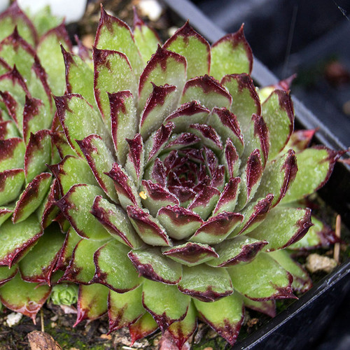 Sempervivum Sigma | Hens and Chicks for Sale