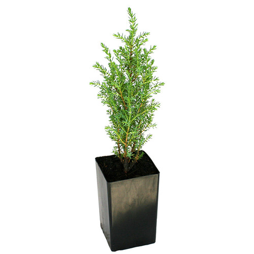 Miniature Common Juniper | Miniature Garden Plants for Sale