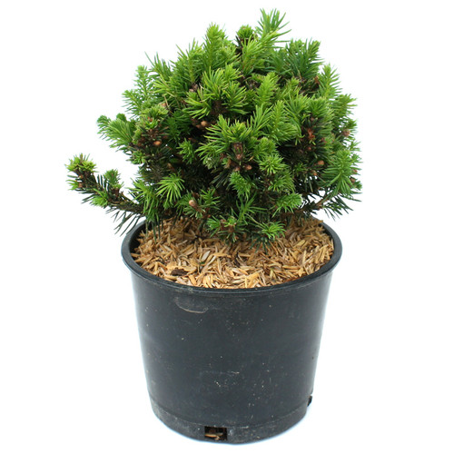 Jessy's Miniature Norway Spruce | Miniature Garden Plants for Sale
