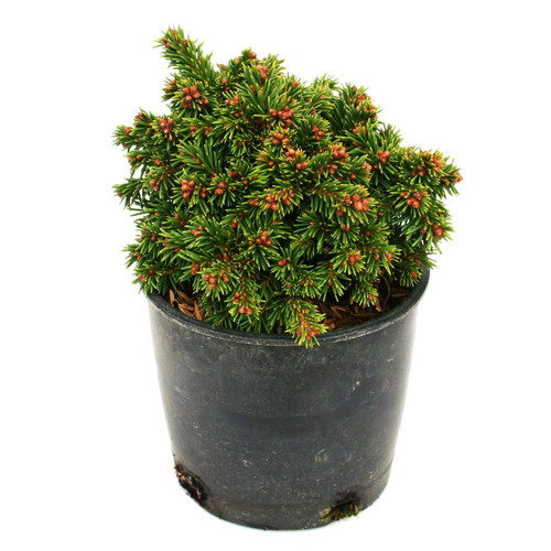 Thumbelina Norway Spruce | Miniature Garden Plants for Sale