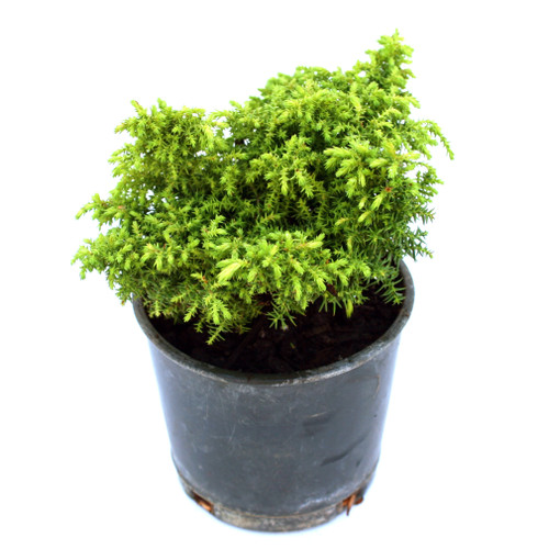 Twinkle Toes Japanese Cedar | Miniature Garden Plants for Sale