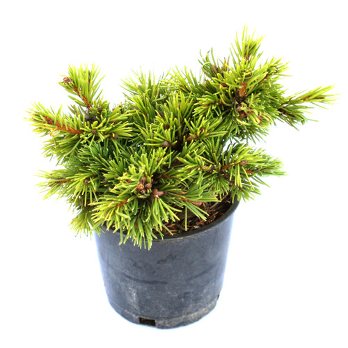 Mikulasovice Norway Spruce | Miniature Garden Plants for Sale