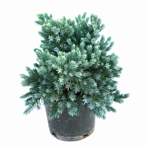 Blue Star Juniper 4" | Miniature Garden Plants for Sale