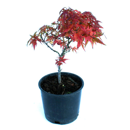 Mini Japanese Maple | Miniature Garden Plants for Sale