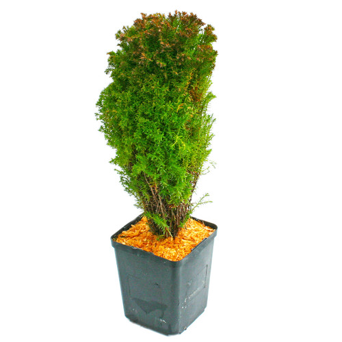 Teddy Arborvitae | Miniature Garden Plants for Sale
