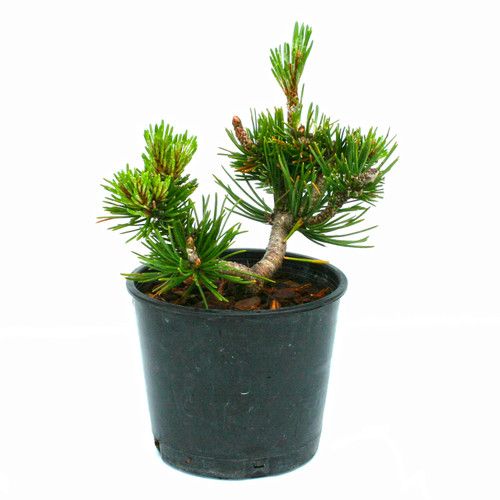 White Bud Mugo Pine | Miniature Garden Plants for Sale