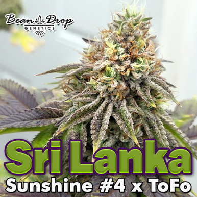 Bean Drop Genetics - Sri Lanka (Regular) - Irvine Seed Company