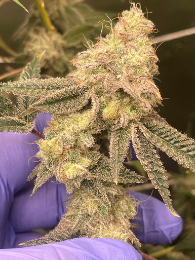 Blueberry Spider Clone - Irvine Seed Company