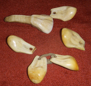 Lot of 6 Circa 1900 Vintage Elk Teeth Excellent for BPOE (Elks) Jewelry