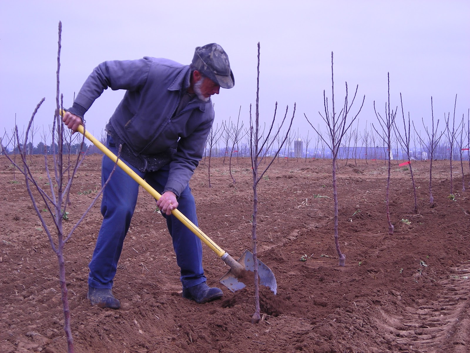Habits of Growth and Productivity - Journal of an Orchardist - Kauffman ...
