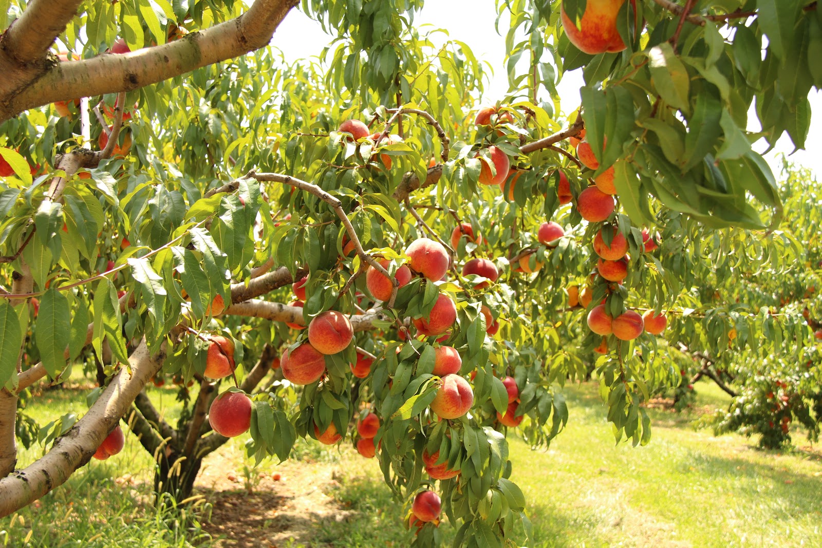 Pruning the Orchard: Part Three of a Three Part Series - Kauffman Orchards