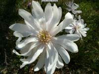Magnolia stellata 'Waterlily' 6L - Big Jims Garden Centre