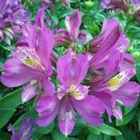 Alstroemeria 'Lavender Lady' 2L (88929) 2L - Big Jims Garden Centre