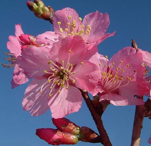 Prunus 'Jim's Delight' - 1.2m PB18 - Big Jims Garden Centre