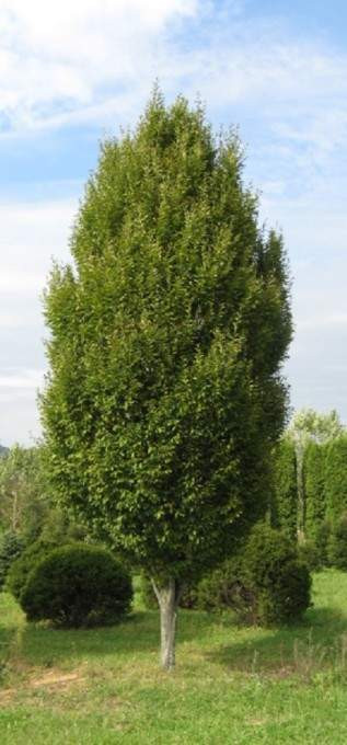 Carpinus betulus 'Fastigiata' PB18 - Big Jims Garden Centre