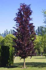 Fagus sylvatica 'Dawyck Purple PB18 - Big Jims Garden Centre