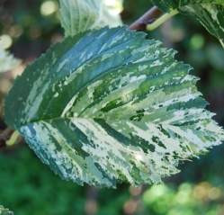 Ulmus carpinifolia 'Variegata' PB18 - Big Jims Garden Centre