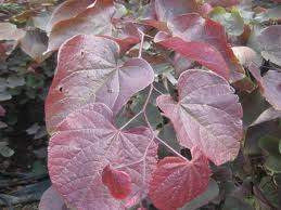 Cercis c 'Forest Pansy' PB18 (60977) PB18 - Big Jims Garden Centre