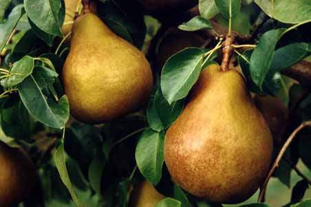 Pear 'Taylors Gold' PB 18 - Big Jims Garden Centre