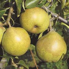 Pear 'Doyenne du Comice' PB18 - Big Jims Garden Centre
