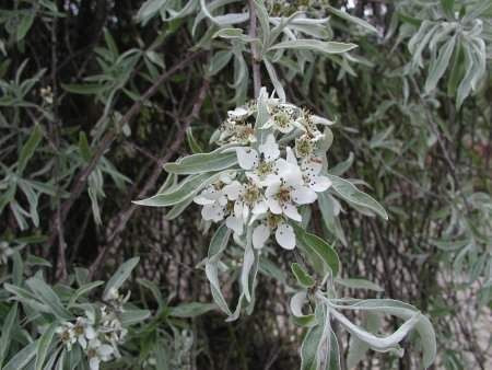 Pyrus s 'Pendula' - 1.7 PB18 - Big Jims Garden Centre