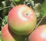 Apple 'Ballarat' Heritage PB18 - Big Jims Garden Centre