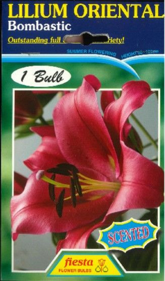 Lilium Oriental 'Bombastic' - Big Jims Garden Centre