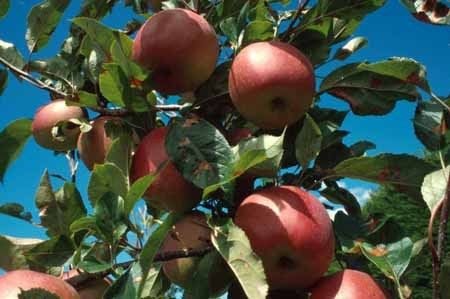 Apple 'Pacific Rose' PB18 - Big Jims Garden Centre