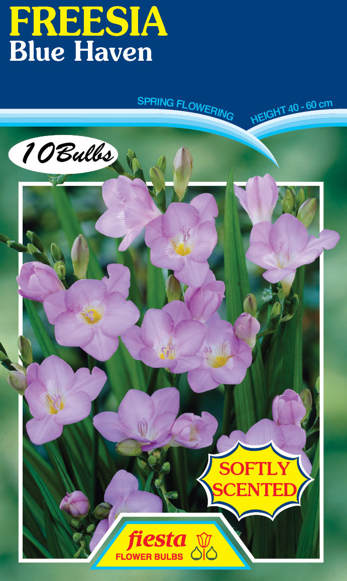 Freesia 'Blue Haven' - Big Jims Garden Centre