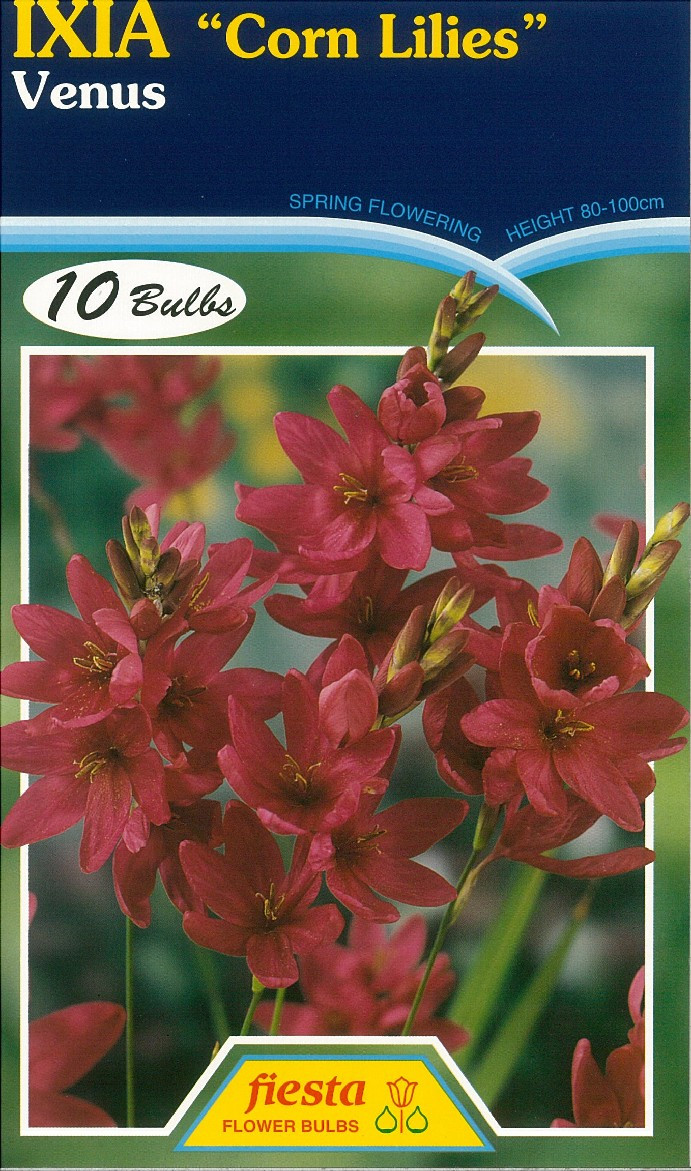 Ixia 'Venus' 10 - Big Jims Garden Centre