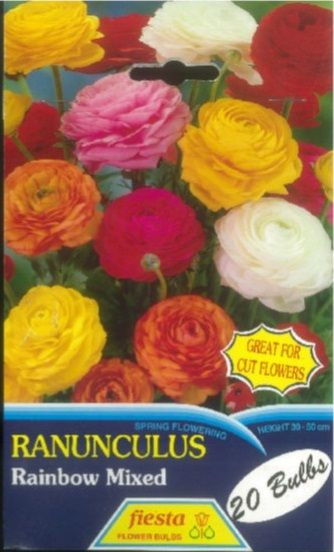 Ranunculus 'Rainbow Mixed' 20 - Big Jims Garden Centre