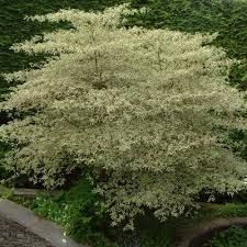 Cornus alternafolia 'Argentea' 18L - Big Jims Garden Centre