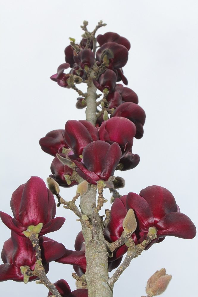 Magnolia 'Sentry' PB18 - Big Jims Garden Centre