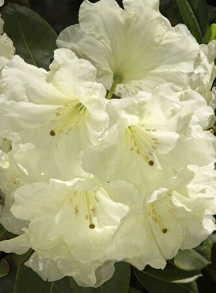 Rhododendron 'Lemon Lodge' 8L - Big Jims Garden Centre