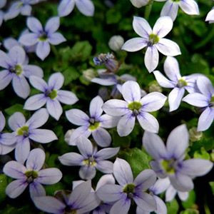 Pratia puberula GOL - Big Jims Garden Centre