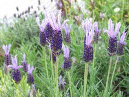 Lavender 'Pukehou' 14cm - Big Jims Garden Centre