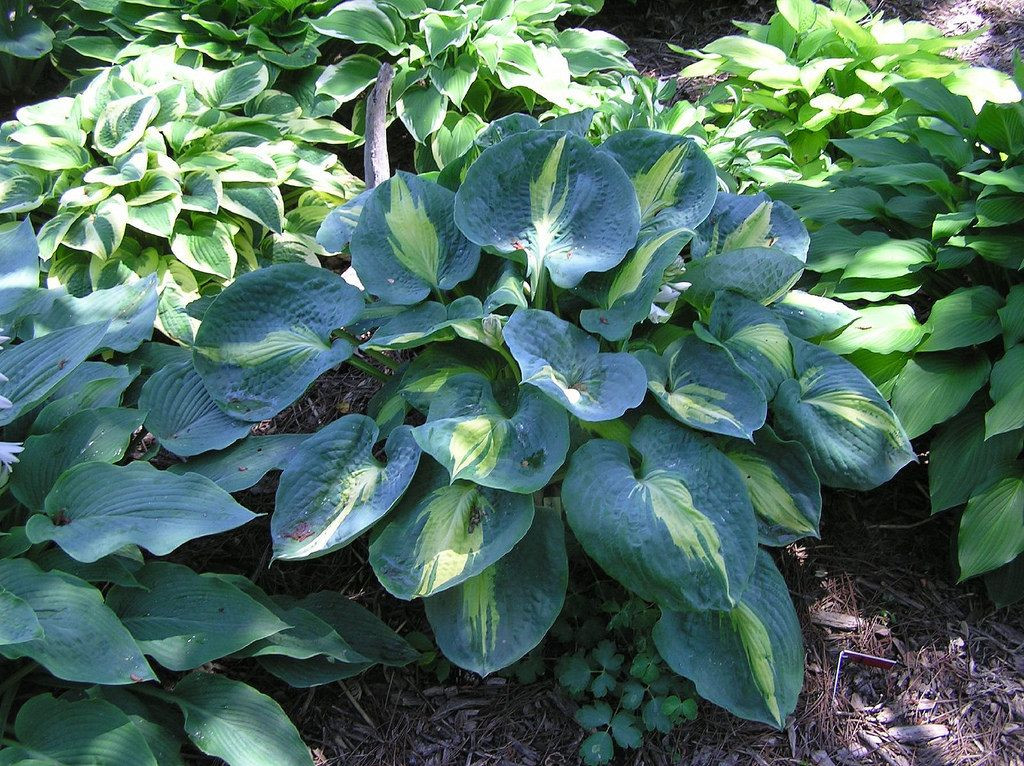 Hosta 'Thunderbolt' 2.5L - Big Jims Garden Centre