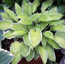 Hosta 'Moonlight' 2.5L - Big Jims Garden Centre